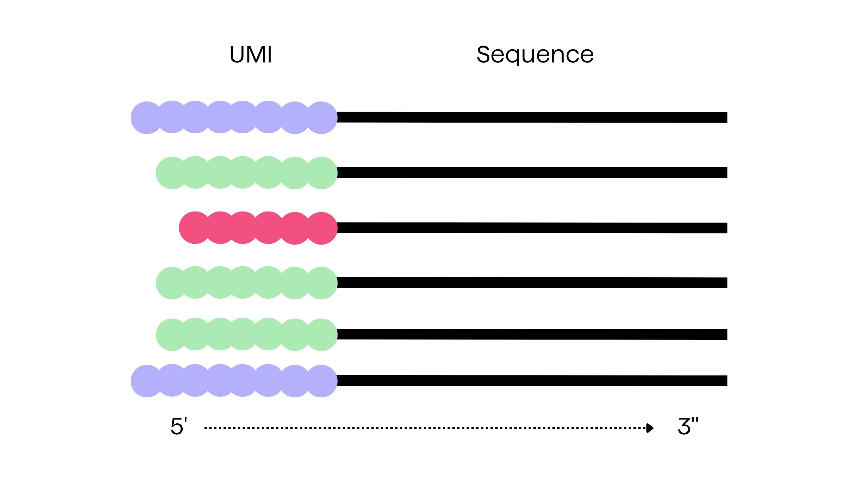 UMIs in antibody and immune repertoire sequencing